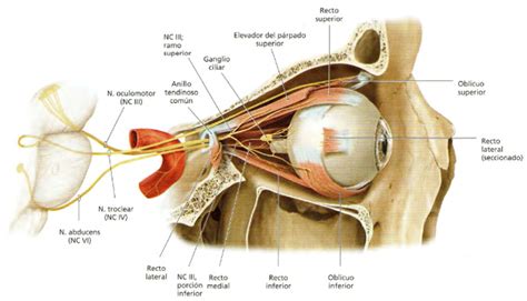 Qué nervios inervan los músculos extrínsecos del ojo