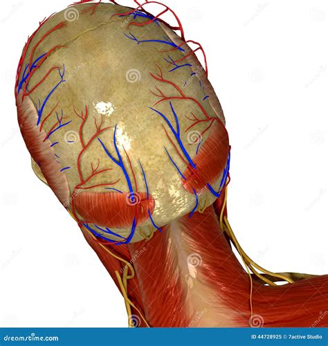 Anatomia E Fisiologia Do Sistema Locomotor Parte 8 Crnio
