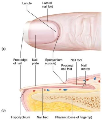 Anatomy Exam 2 Flashcards Quizlet