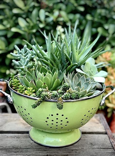 Pin By Waltraud Lukas On Garten In 2023 Succulent Garden Diy