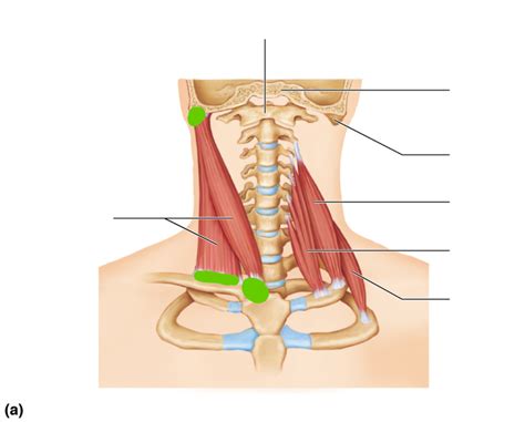 Muscular Skeleton Muscles Of The Neck And Vertebral Column That Move