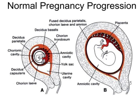 First Trimester Normal Terms And Lab Values Flashcards Quizlet