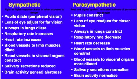 BP11 Peripheral Nervous System 1 Flashcards Quizlet