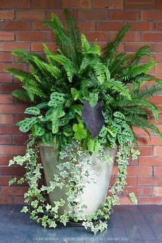 Best Foliage Plants For Containers Enjoy Container Gardening