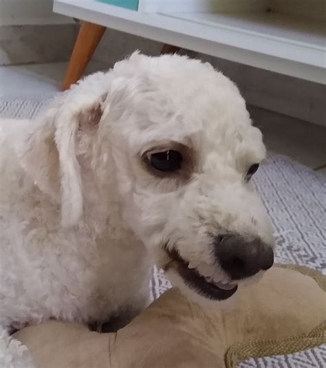 Todo dia cãezinhos projetoMila on Twitter RT laerte se Como pode o