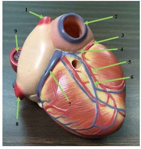 Posterior Exterior Heart Diagram Quizlet