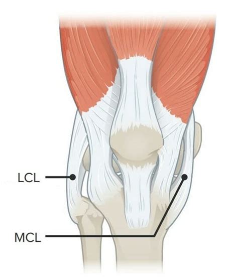 Lesão do Ligamento do Joelho Ligamento Colateral Lateral LCL Dr José