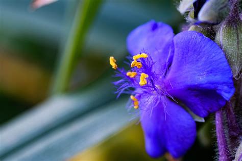 Blomma Lila Natur Gratis foto på Pixabay Pixabay