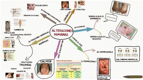 BIOLOGÍA Y GEOLOGÍA 4º ESO IES BARRIOLORANCA ALTERACIONES GENÉTICAS