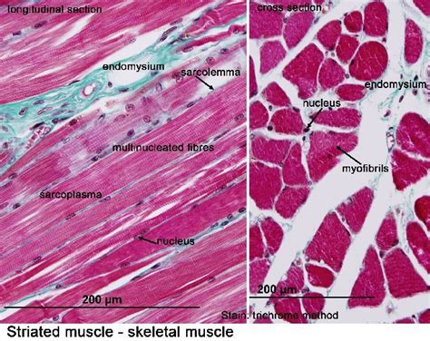 Skeletal Muscle Histology Labeled The Best Porn Website
