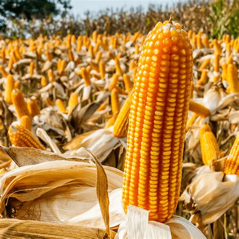Import Ncia Dos Micronutrientes E Manejo Da Aplica O No Milho