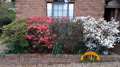 Q A Why Do Our Azaleas Not Bloom Like They Used To Some Plants Bloom