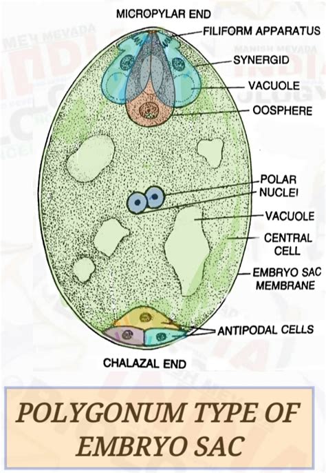 STRUCTURE OF EMBRYO SAC