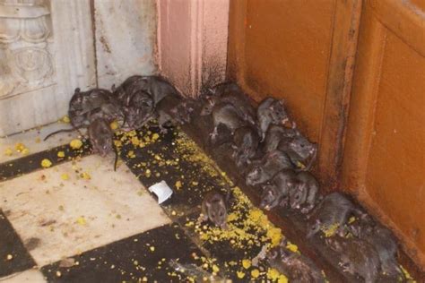 Comment se débarrasser des rats dans une maison Tout Jardin Direct