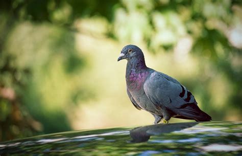 Taube Vogel Tier Kostenloses Foto Auf Pixabay Pixabay