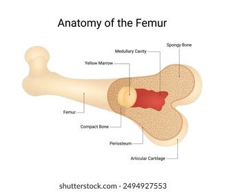 Diagram Femur Bone Stock Vector Royalty Free Shutterstock