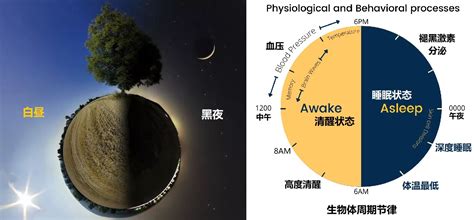 科学网我们不知道答案的125个科学问题 82 生物钟同步 张林的博文