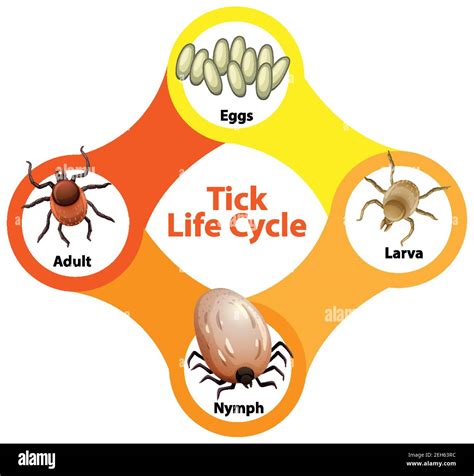 Diagrama que muestra el ciclo de vida de la ilustración de Tick Imagen