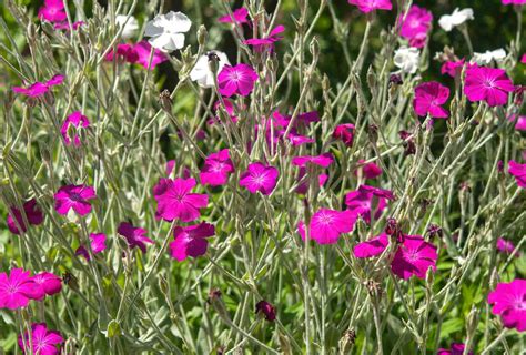 Tall Plant With Tiny Pink Flowers Best Flower Site