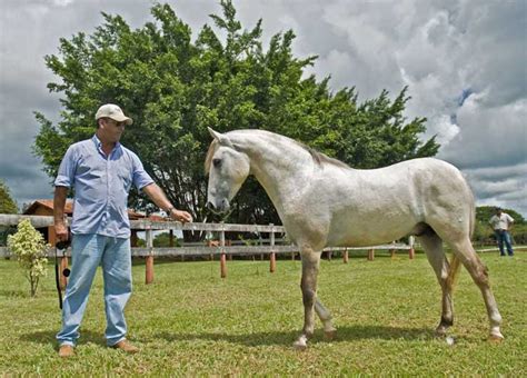 Contato Cavalo Pantaneiro