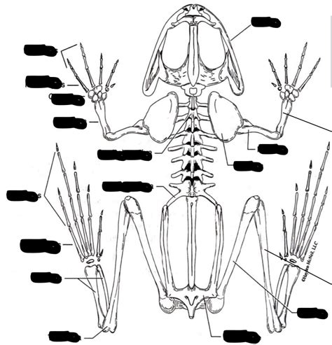 Frog Skeleton Diagram Quizlet