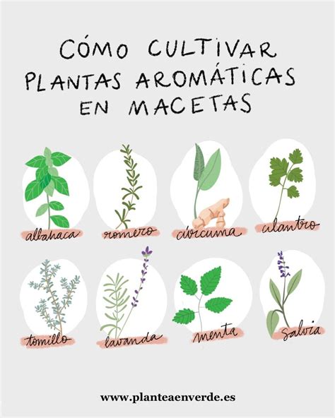 Descubre Las 10 Mejores Hierbas Para Cultivar En Interiores Y Disfruta