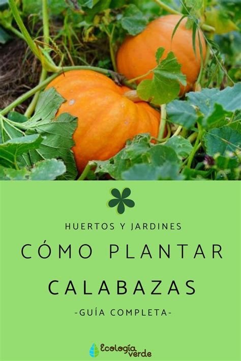 Cómo plantar calabazas Guía práctica Plantar calabazas Cultivo de