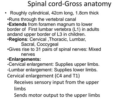 SOLUTION Spinal Cord Gross Anatomy Studypool