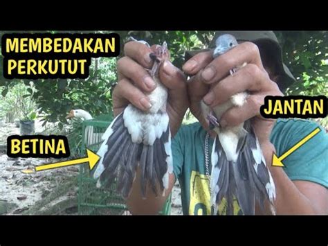Cara Membedakan Burung Perkutut Jantan Betina Mudah Sekali 100 Persen