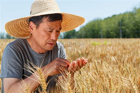 麦田里观察稻谷的农民高清图片下载 正版图片507688349 摄图网