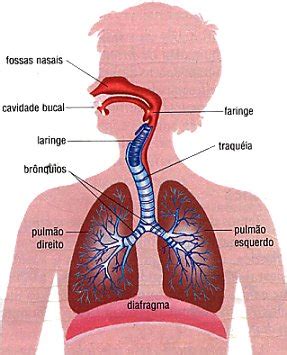 Respiração Sistema Respiratório Fisiologia Humana InfoEscola