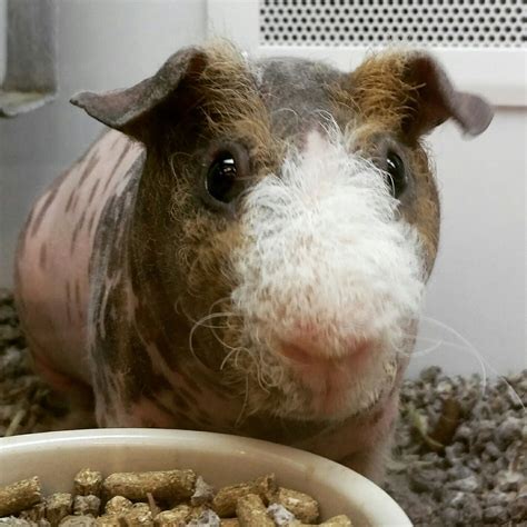Skinny Pig Breed Information A Guide To The Hairless