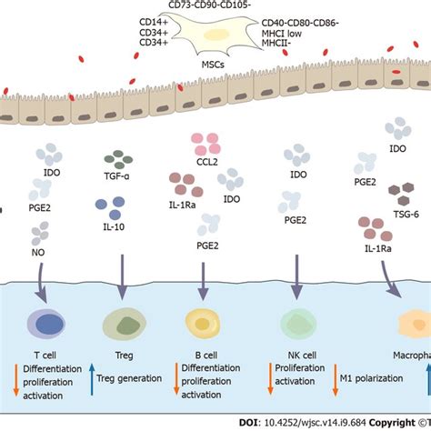 Immunoregulatory Mechanism Of Mesenchymal Stem Cells Mesenchymal Stem