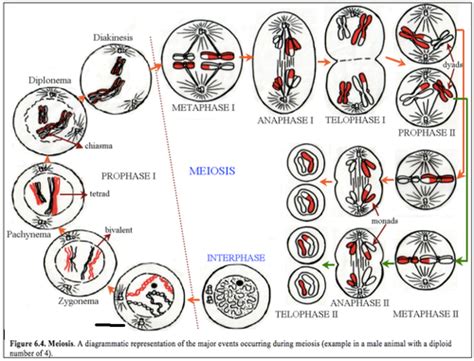 Module 4 Cell Cycle And Division Cell Cycle And Meiosis Images Of