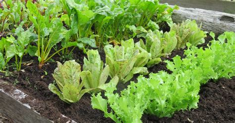 Why Spacing Is Important When Planting Rocket Gardens Growing Tips