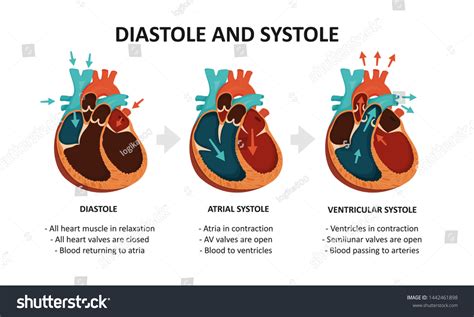 Diastole Systole Cardiac Cycle Stockillustratie 1442461898 Shutterstock