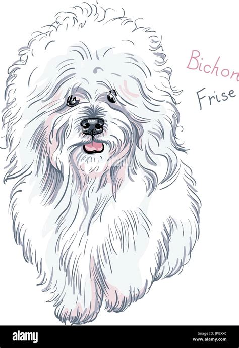 Bichon maltese Imágenes vectoriales de stock Alamy