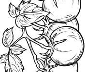 Coloriage Tomate gratuit à imprimer