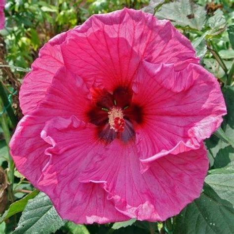 Hibiskus Bylinowy Plum Crazy 10837800711 Oficjalne Archiwum Allegro