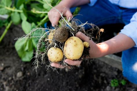 Cómo CULTIVAR PATATAS en casa HUERTO o MACETA Muy Fácil