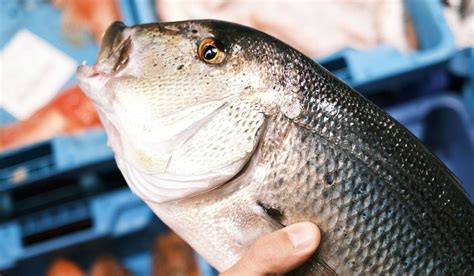 Cómo saber si el Pescado es Fresco Esencia del Mar