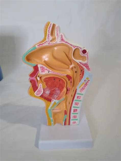 HUMAN ANATOMICAL NASAL Cavity Throat Anatomy Medical Model For Science