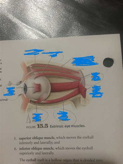 Extrinsic Eye Muscles Diagram Quizlet