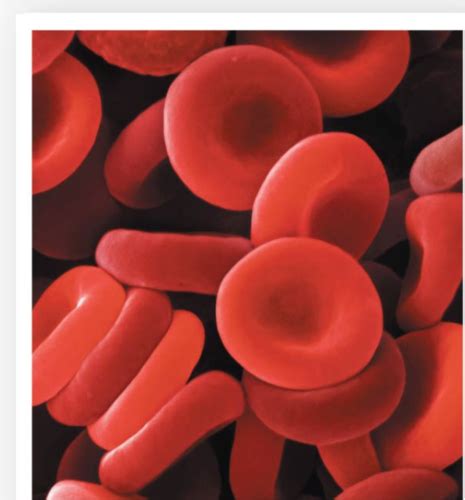 Anatomy Exam Flashcards Quizlet