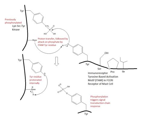 Tyrosine Phosphorylation Mechanism