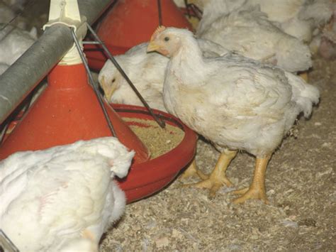 VENTE DE POULETS DE CHAIR Annonces Educarriere Ci