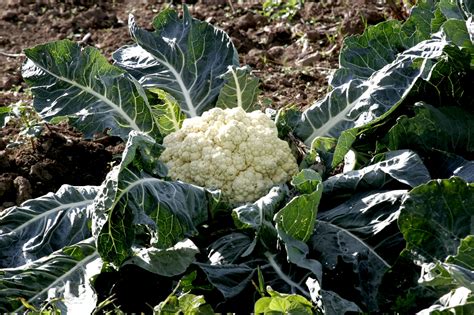 Comment avoir de gros choux fleur Housekeeping Magazine Idées