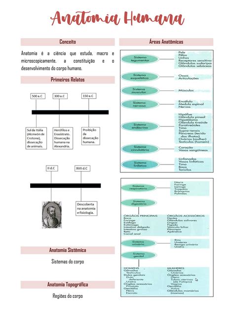 Solution Introdu O A Anatomia Humana Studypool