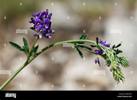 Alfalfa Lucerne Purple Medic Trefoil Medicago Sativa Close Up