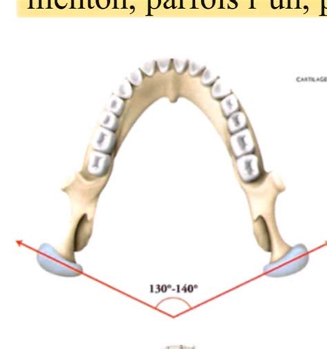 Condyles mandibulaires UE10 Tête et cou Tutorat Associatif Toulousain